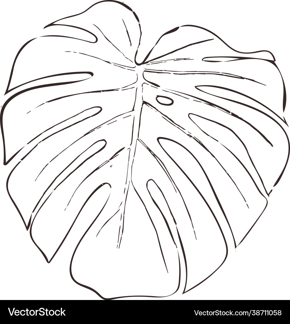 Monstera leaf line art contour drawing Royalty Free Vector