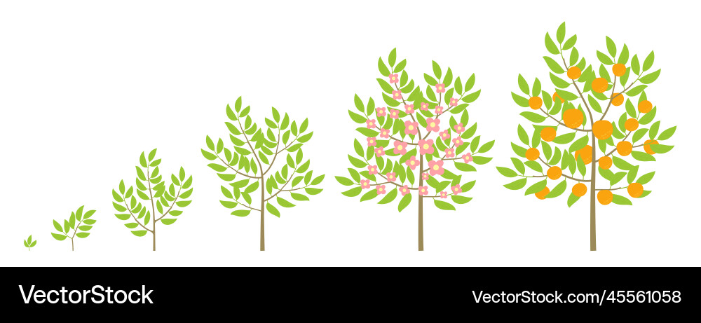 Orange tree growth stages fruit life cycle Vector Image