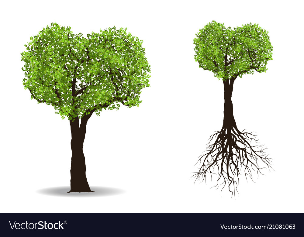 Big tree with root Royalty Free Vector Image - VectorStock