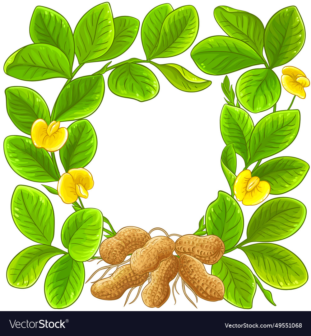 Peanut frame Royalty Free Vector Image - VectorStock