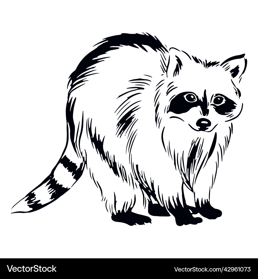 Cute raccoon hand drawn high quality Royalty Free Vector