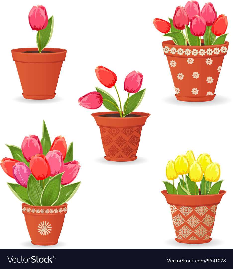 Collection tulip planted in ceramic pots Vector Image