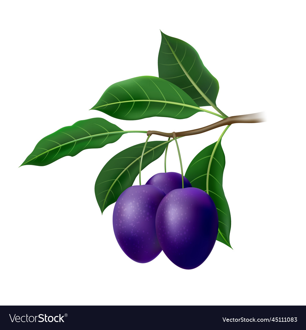 Realistic plum tree branch Royalty Free Vector Image