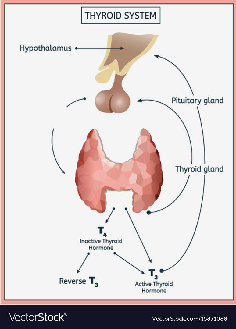 Thyroid system image Royalty Free Vector Image