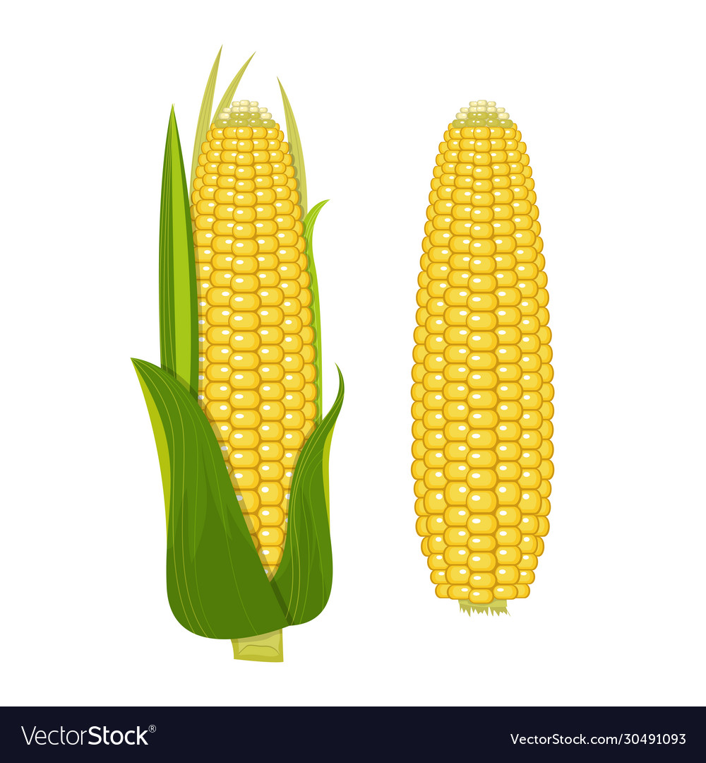 Corn design Royalty Free Vector Image - VectorStock