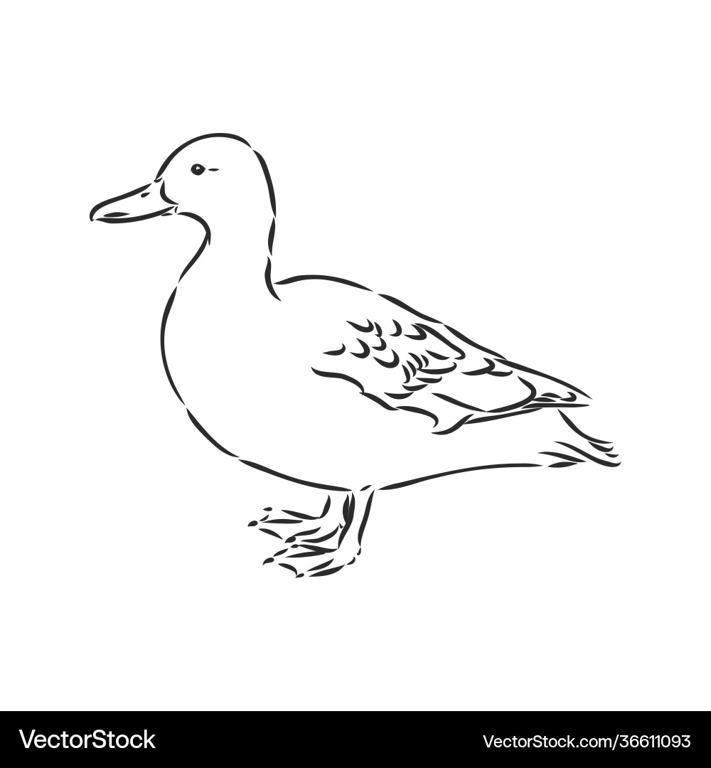 Duck sketch isolated on white backgroundanimals Vector Image