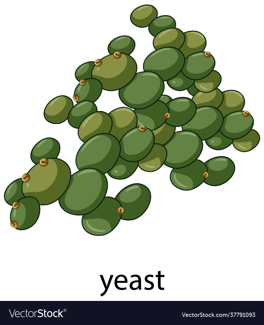 Yeast Cartoon Style With Name Royalty Free Vector Image