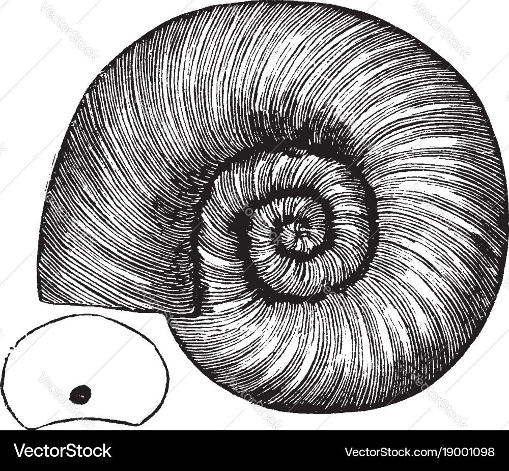 Coiled chambered shell vintage Royalty Free Vector Image