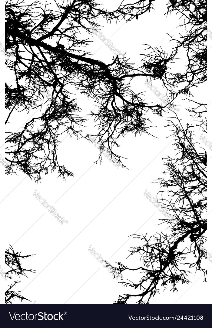 Black leafless tree branches Royalty Free Vector Image