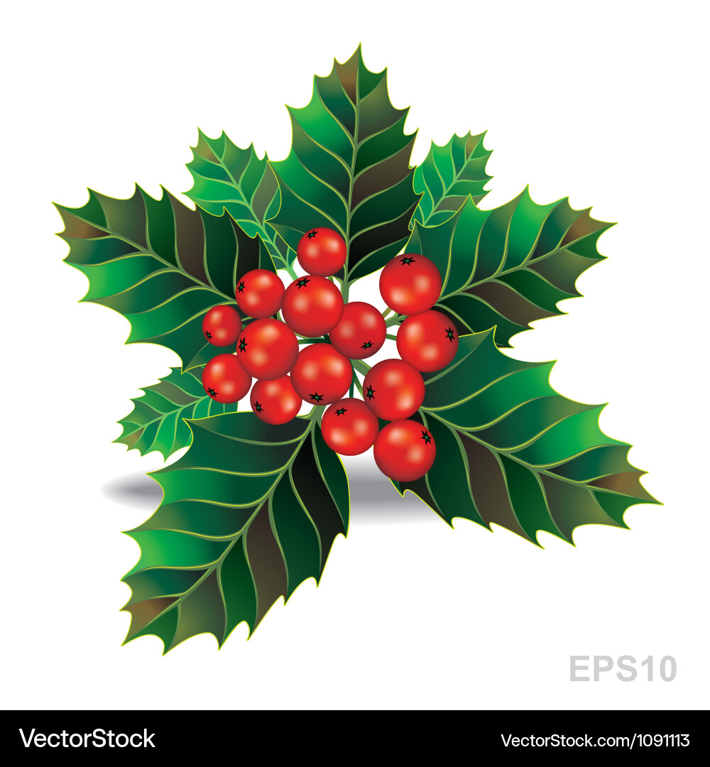 Beautiful holly christmas branch Royalty Free Vector Image