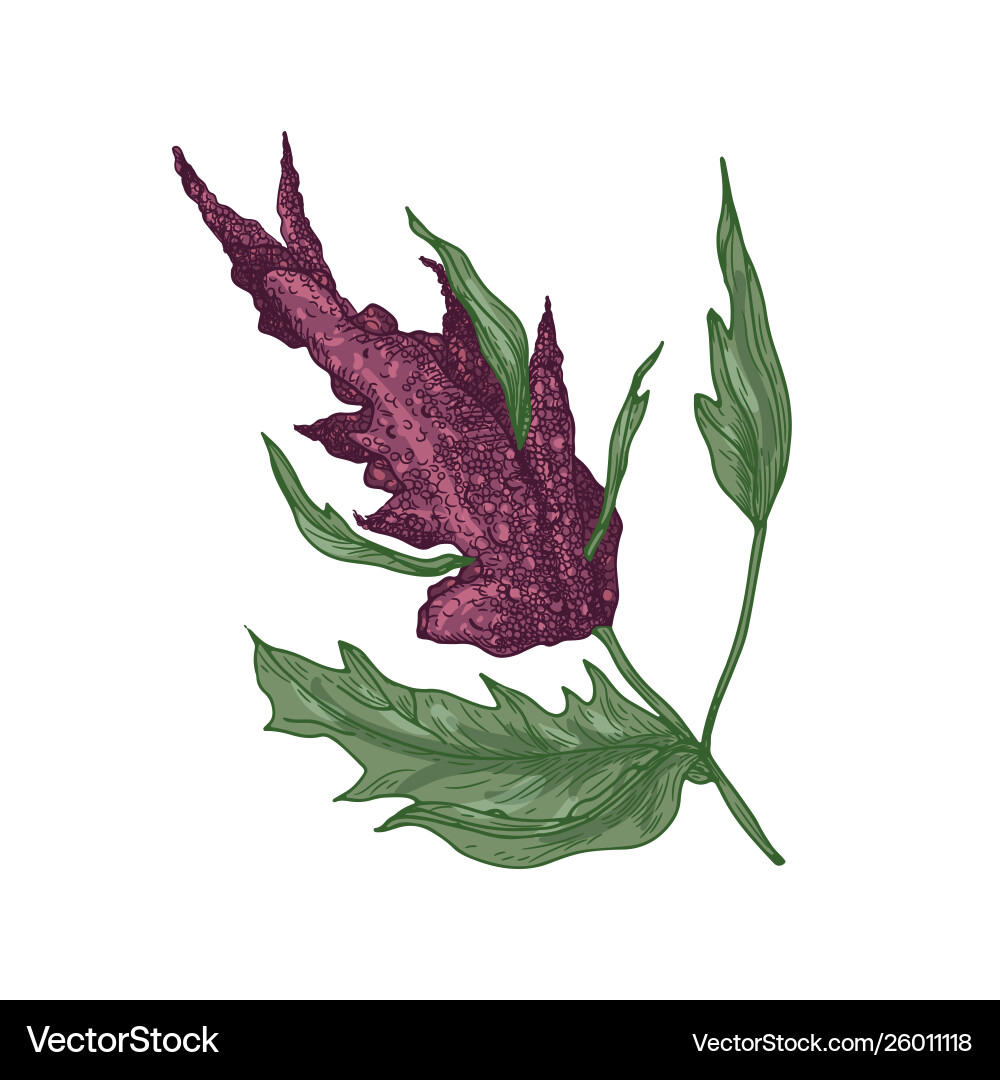 Realistic natural drawing quinoa or amaranth Vector Image