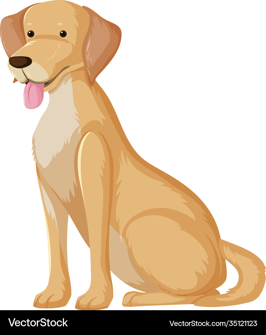 Yellow labrador retriever in sitting pose Vector Image