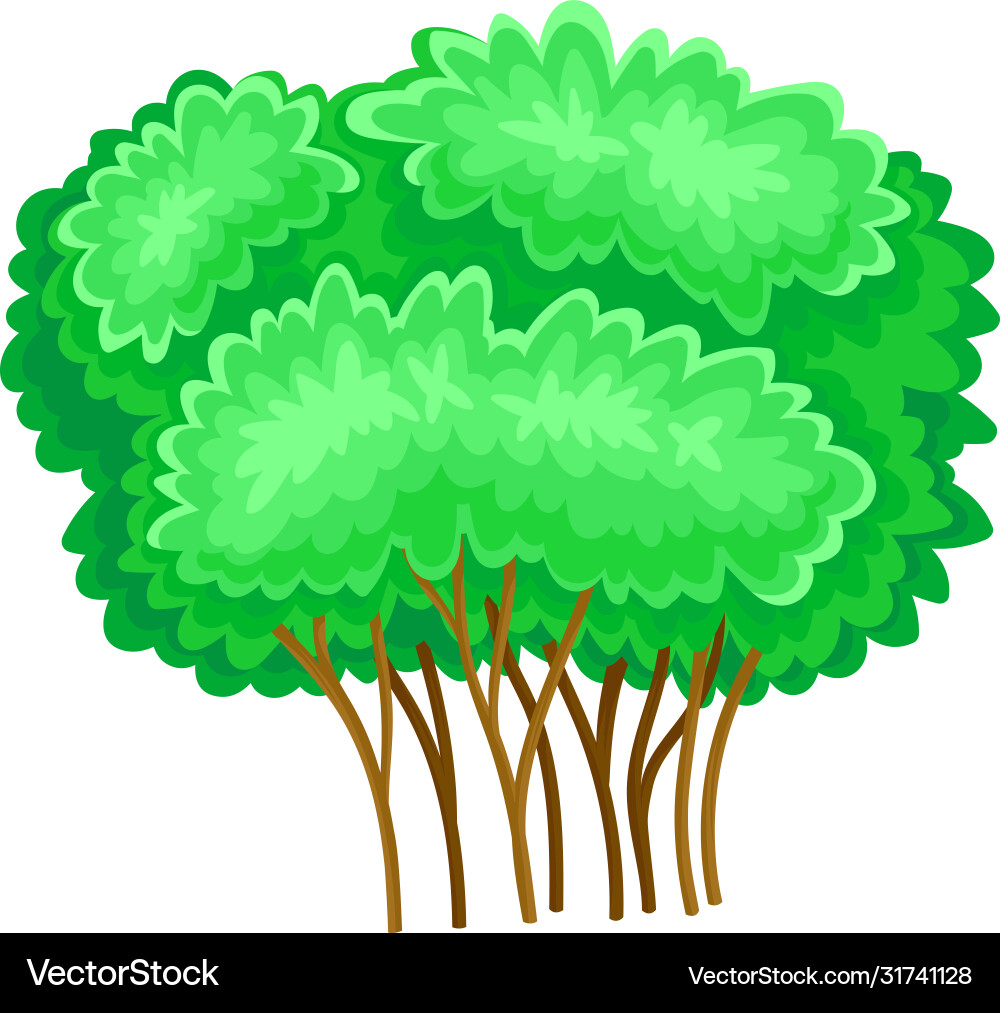Green bush or shrub with leafy crown as forest Vector Image