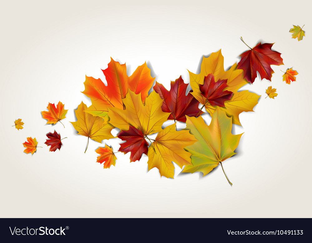 Autumn maple leaves Royalty Free Vector Image - VectorStock