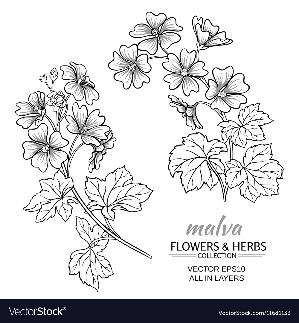 Malva Royalty Free Vector Image - VectorStock