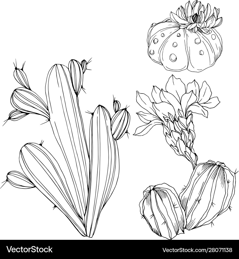 Cacti floral botanical flower black Royalty Free Vector