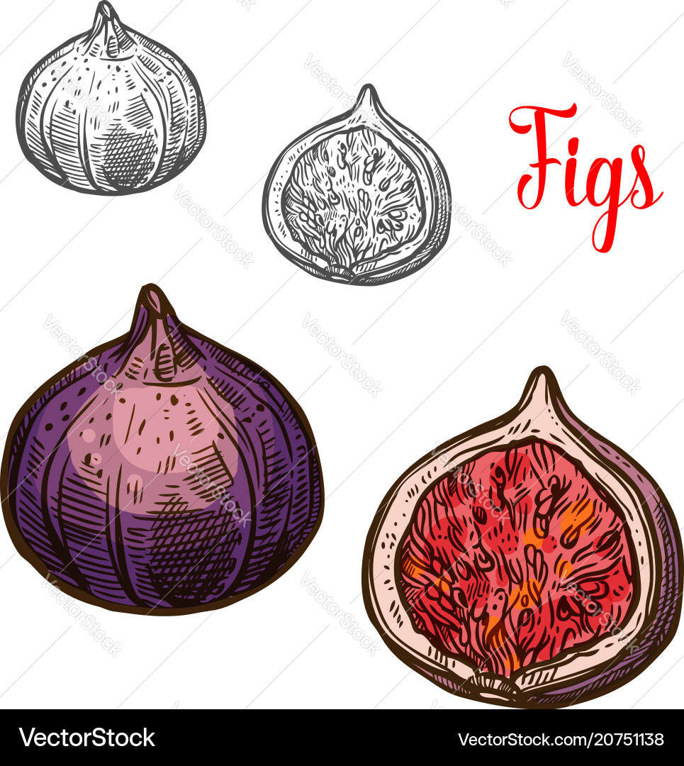 Fig fruit isolated sketch with fresh exotic berry Vector Image