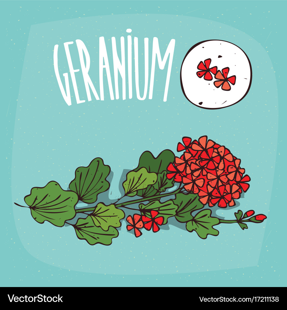 Set isolated plant geranium flowers herb Vector Image