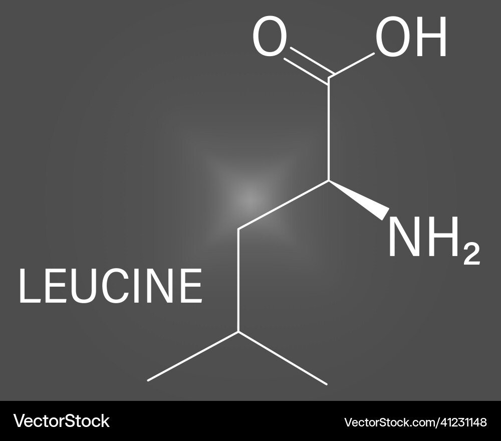 Leucine amino acid molecule skeletal formula Vector Image