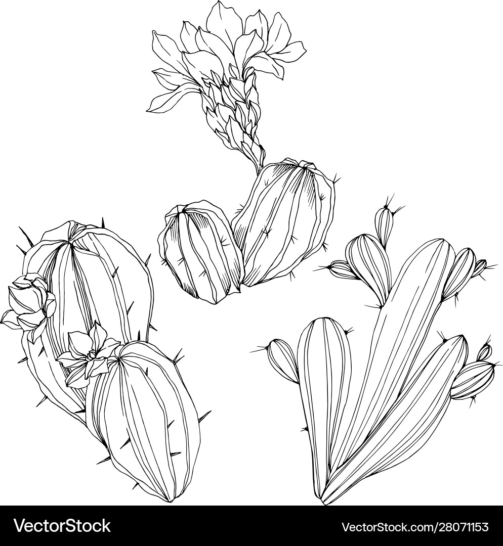 Cacti floral botanical flower black Royalty Free Vector