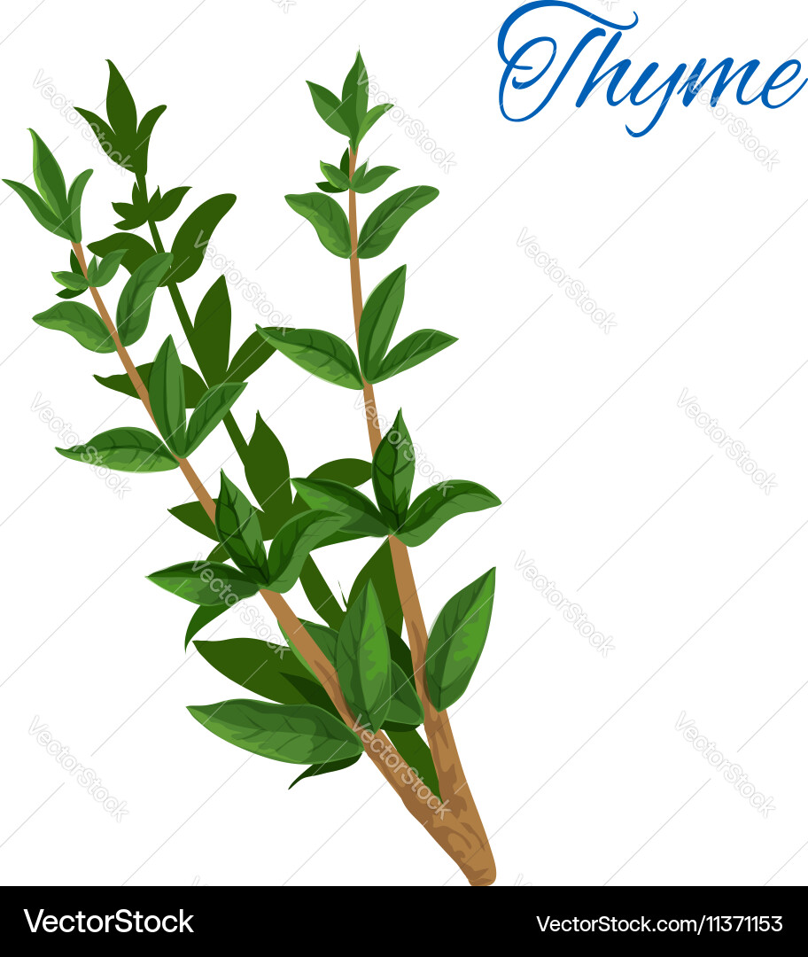 Thyme branch herb with leaves isolated icon Vector Image