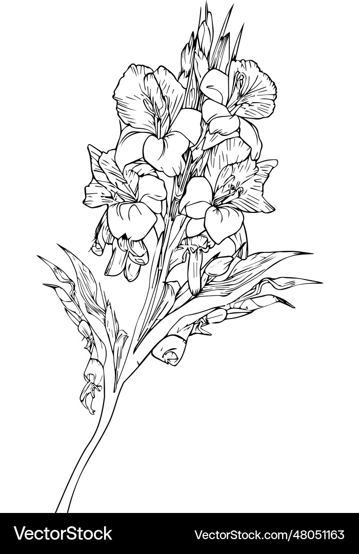 Minimalist gladiolus flower tattoo art Royalty Free Vector