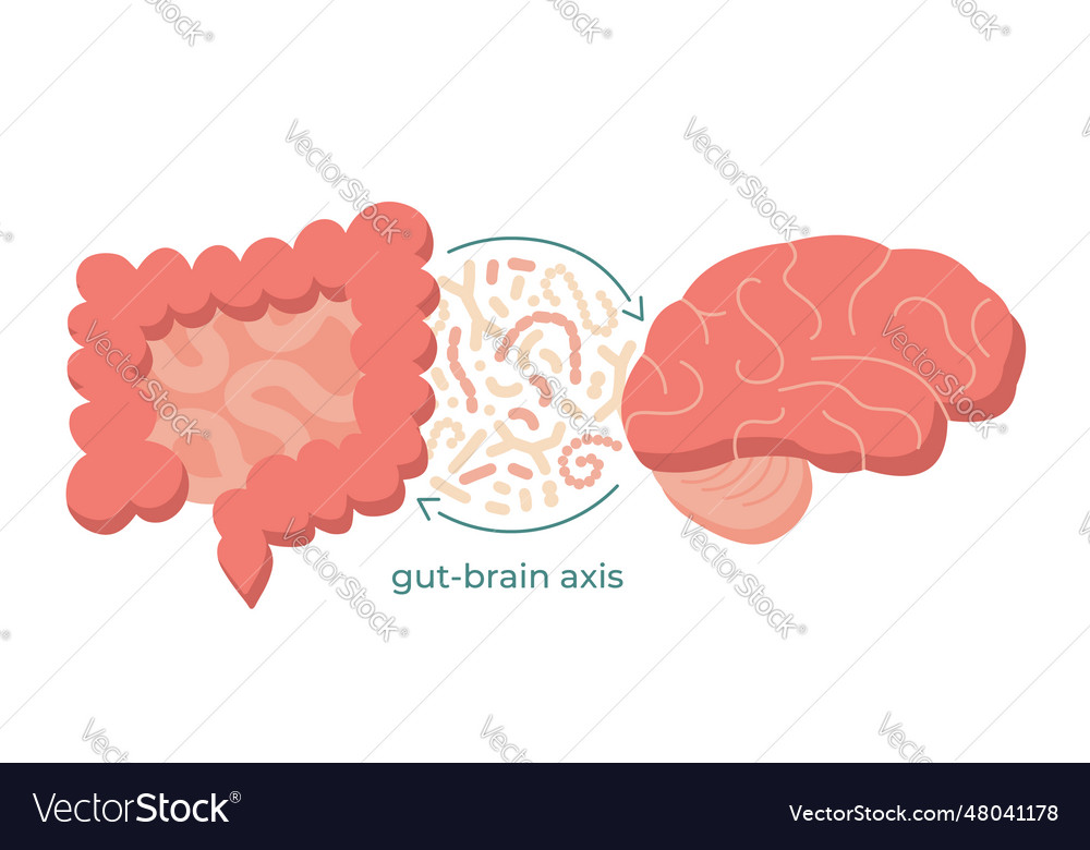 Gut-brain axis and microbiome concept enteric Vector Image