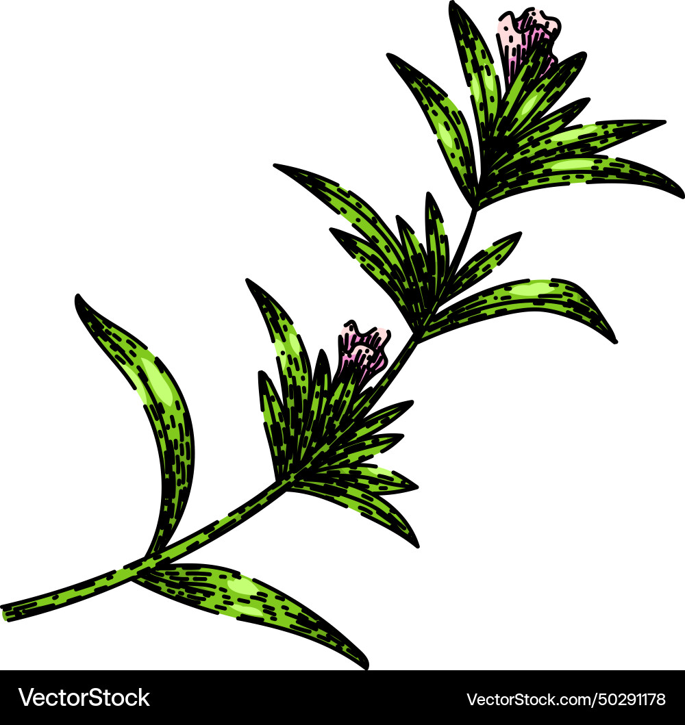 Plant savory sketch hand drawn Royalty Free Vector Image