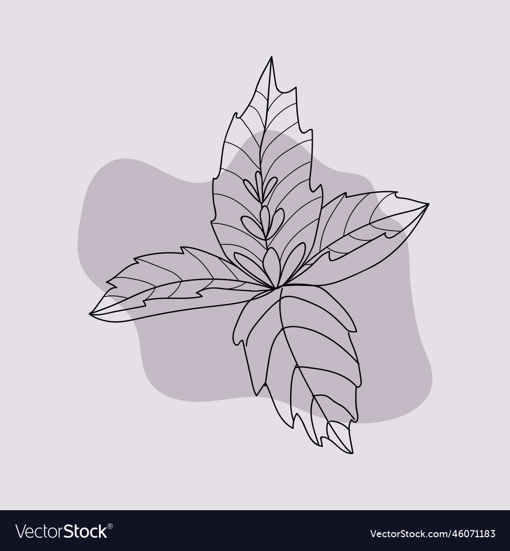 Basil Royalty Free Vector Image - VectorStock