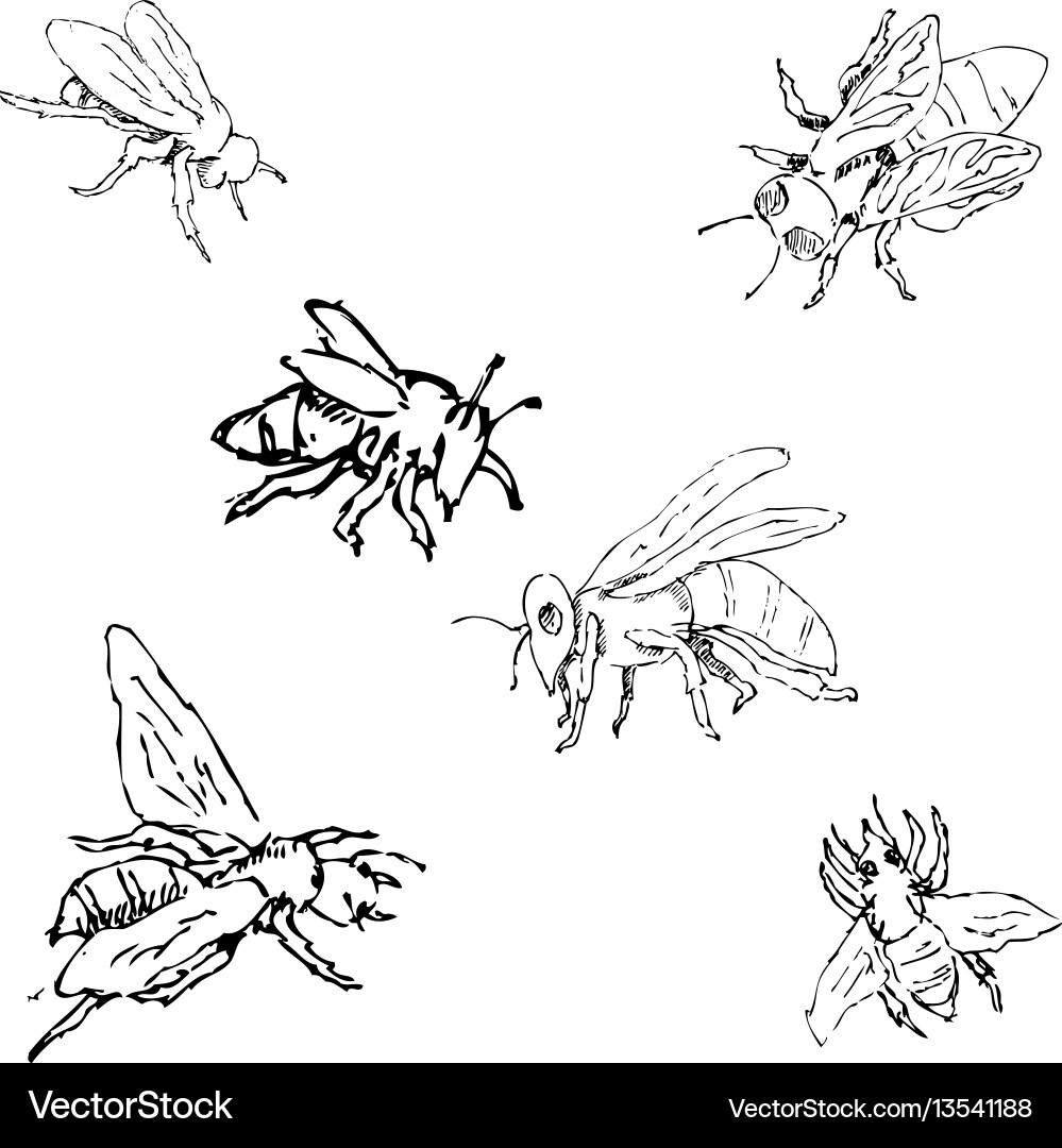 Flies sketch by hand pencil drawing Royalty Free Vector