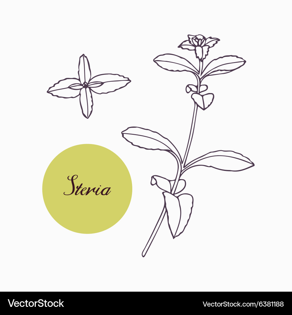 Hand drawn stevia branch with leaves isolated Vector Image