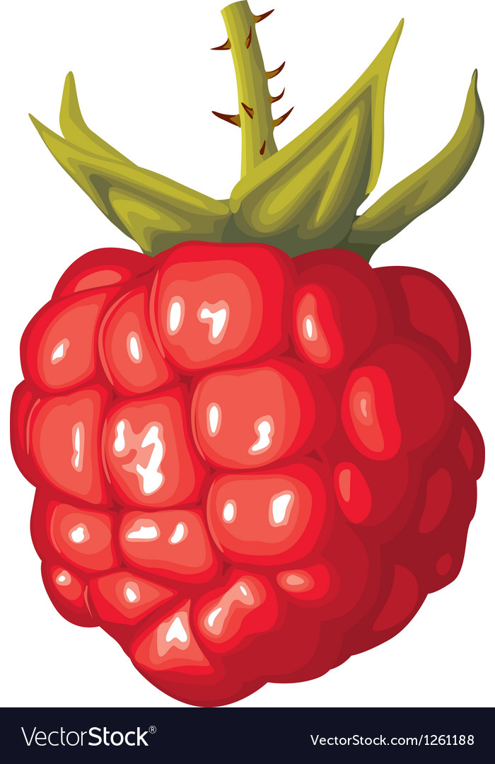 Raspberry Royalty Free Vector Image - VectorStock