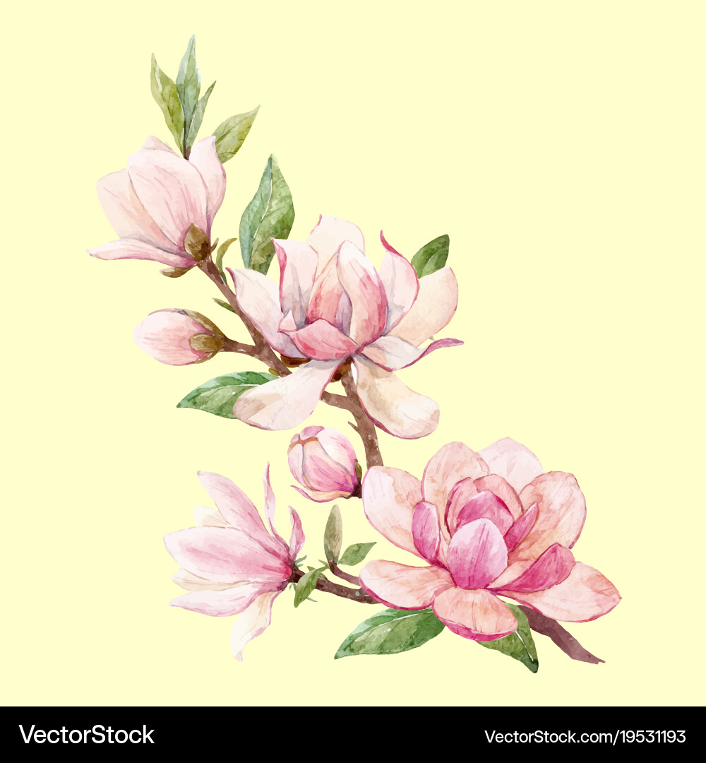 Watercolor magnolia floral composition Royalty Free Vector