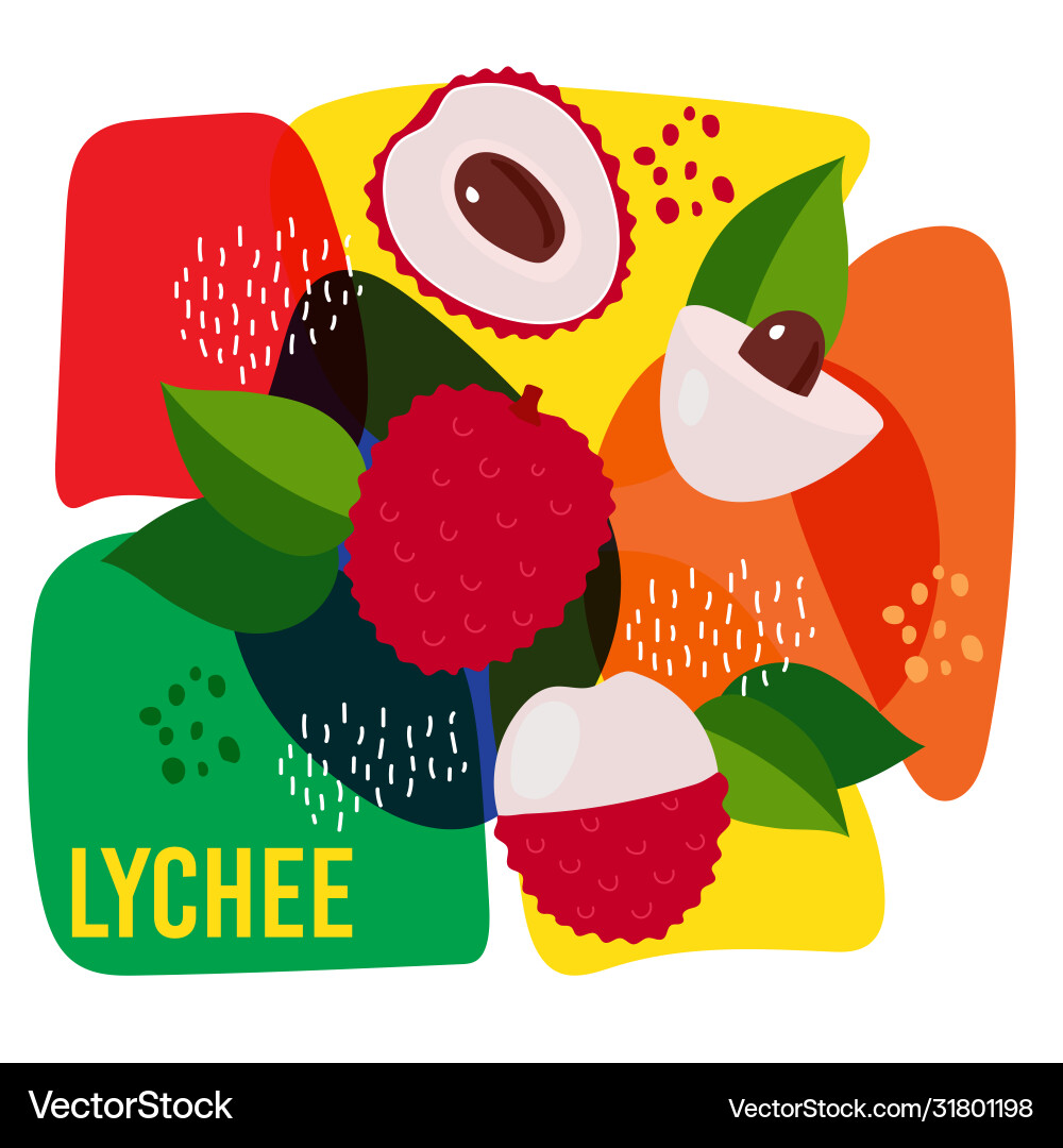 Ripe lychee fruits Royalty Free Vector Image - VectorStock