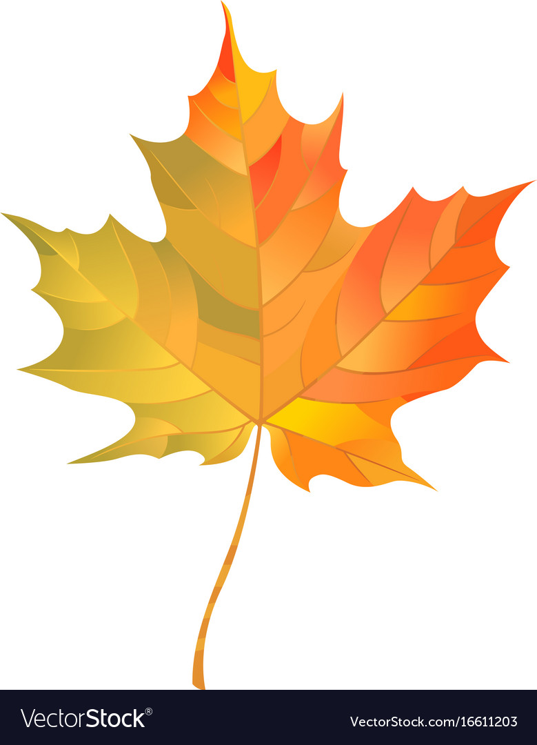 Autumn Maple Leaf Clipart