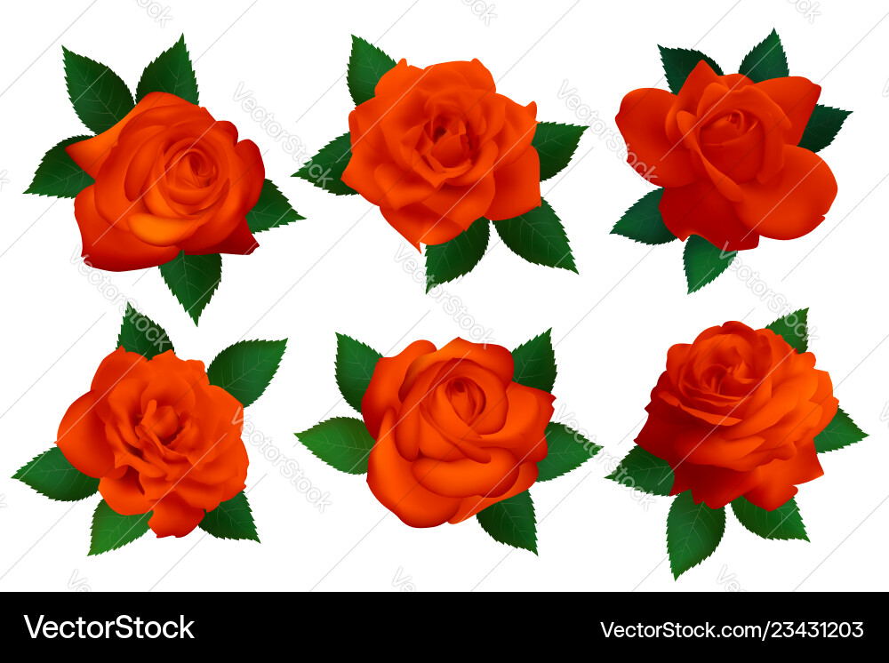 Set of red roses Royalty Free Vector Image - VectorStock