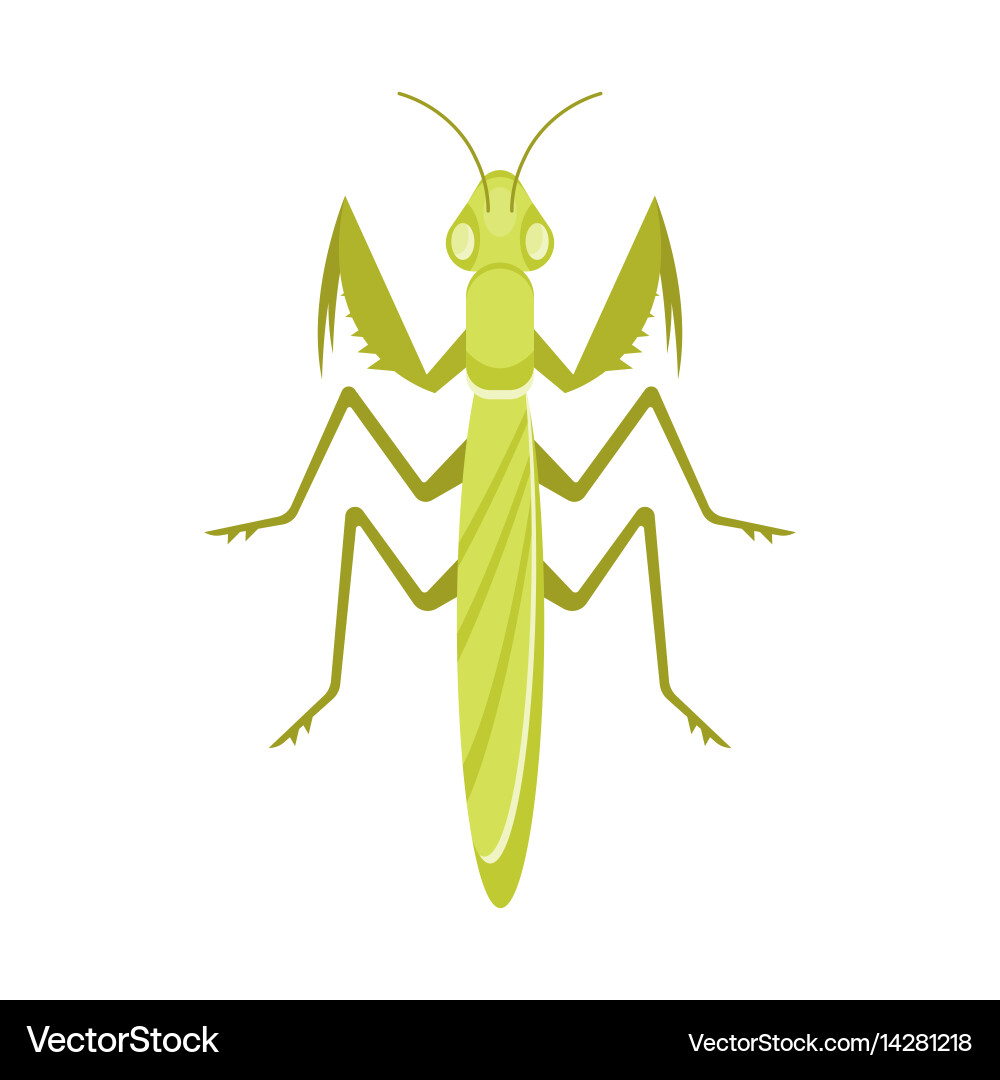 Flat style of mantis Royalty Free Vector Image