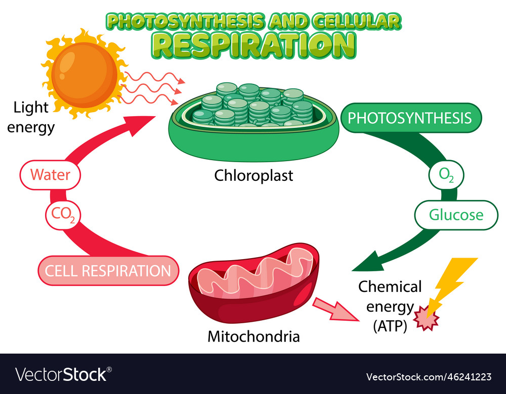 Photosynthesis and cellular respiration diagram Vector Image