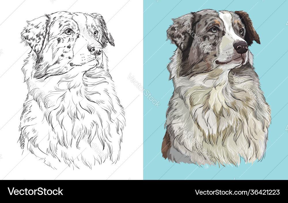 Portrait dog australian shepherd Royalty Free Vector Image