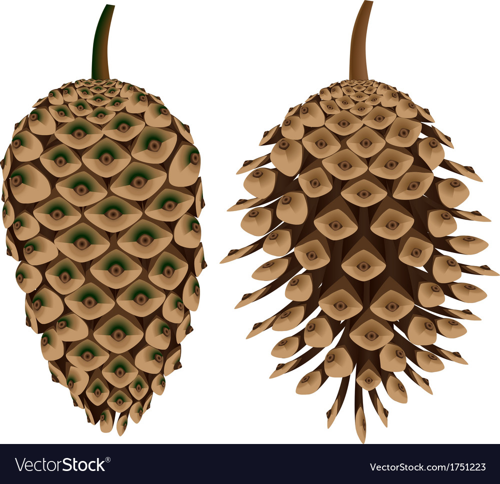 Two pine cones Royalty Free Vector Image - VectorStock