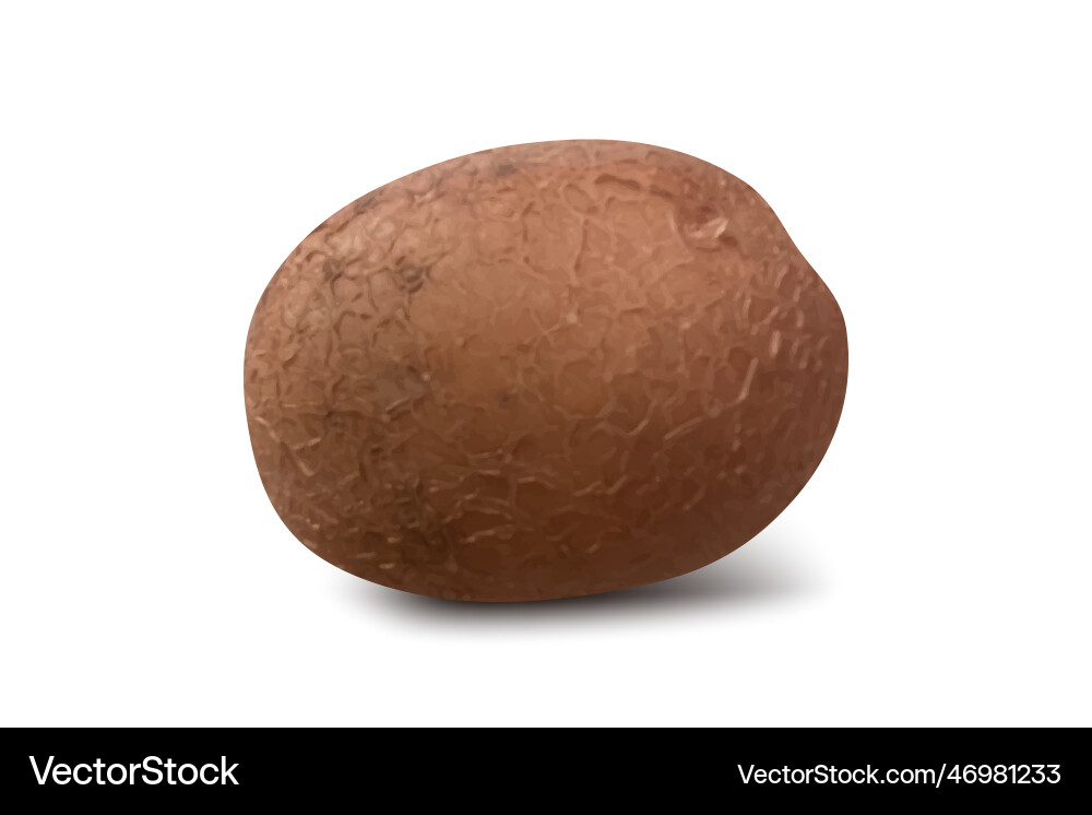 Raw whole potato potato mockup for web design Vector Image