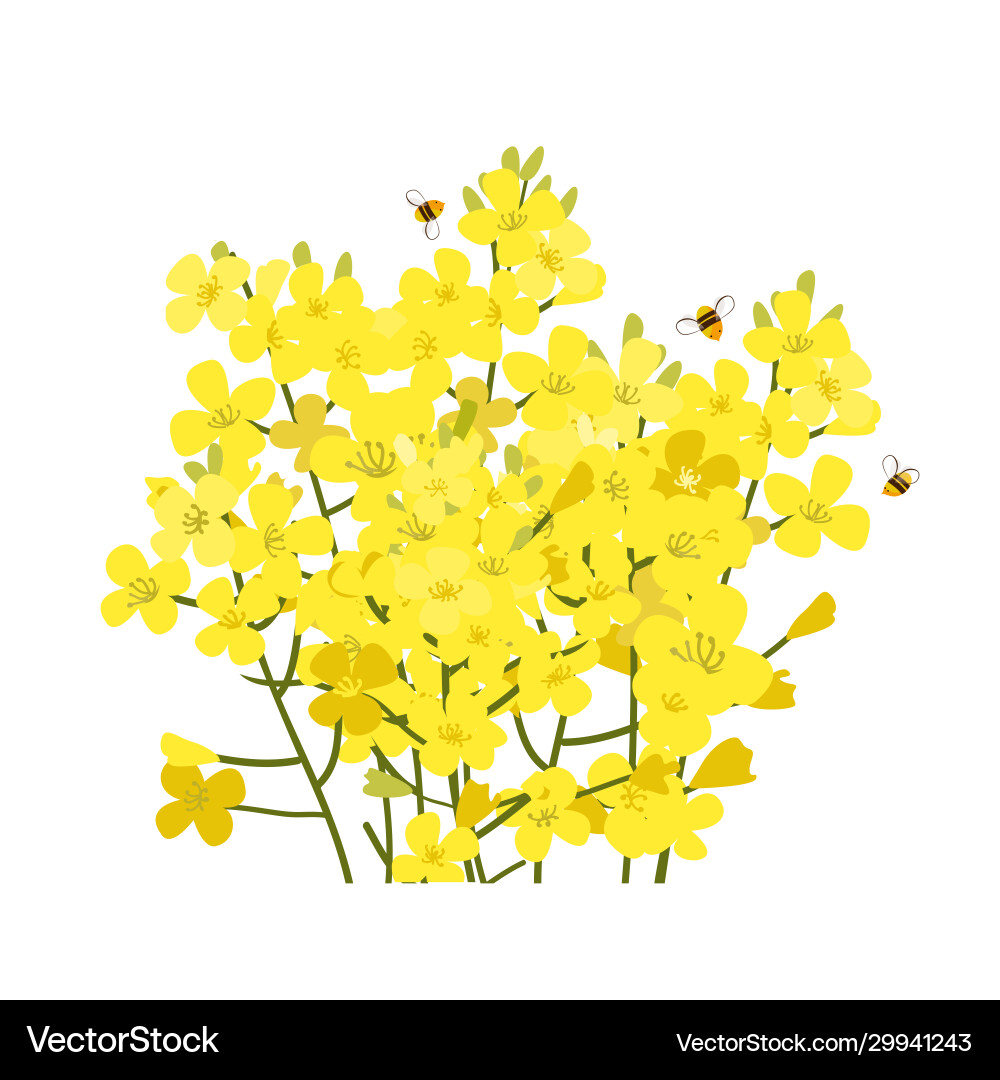 Rapeseed flowers bunch isolated on white Vector Image