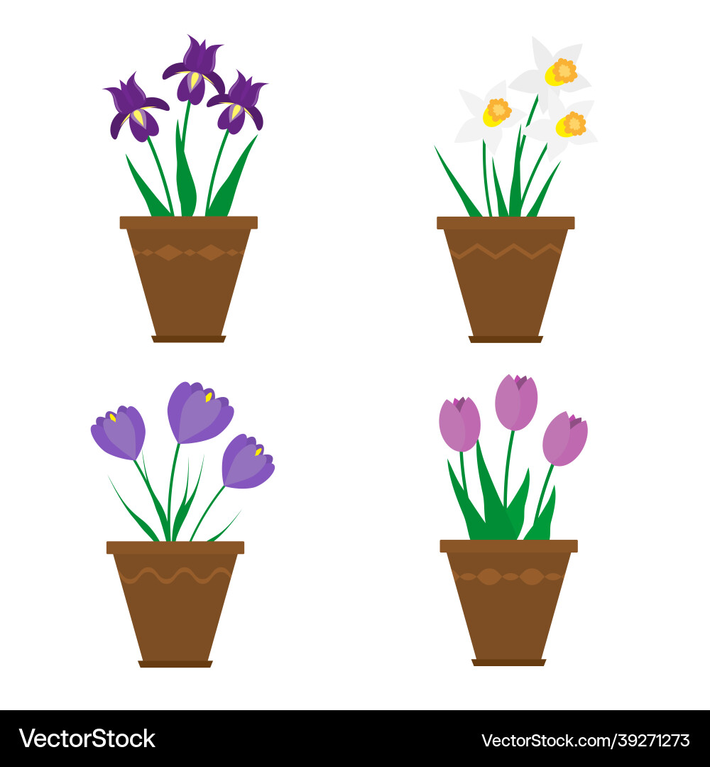 Spring flowers in pots isolated on white Vector Image