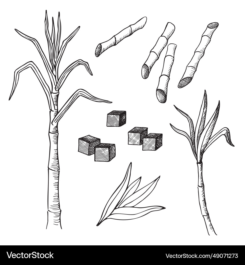 Sugar cane hand drawn sketch with engraving Vector Image