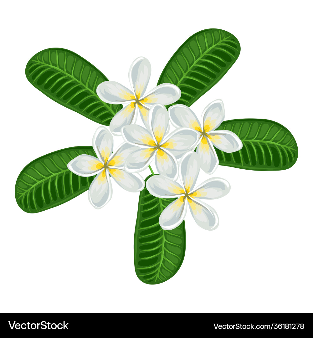 Tropical plumeria flower Royalty Free Vector Image