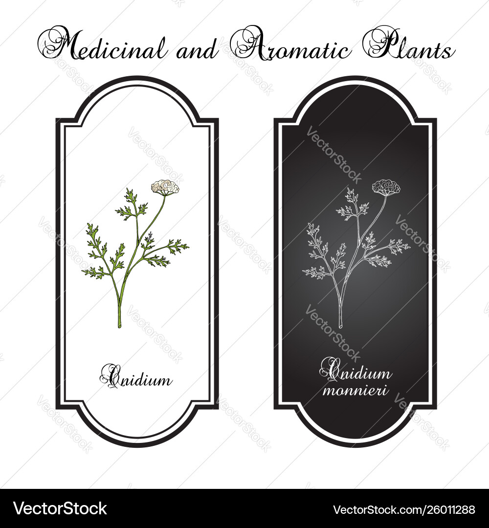 Cnidium monnieri or monnier snowparsley Royalty Free Vector