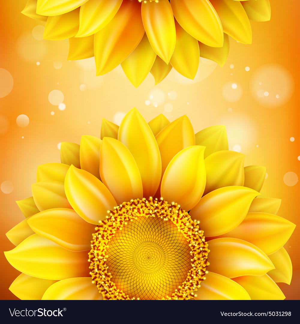 Macro sunflower background eps 10 Royalty Free Vector Image Macro sunflower background eps 10 Royalty Free Vector Image