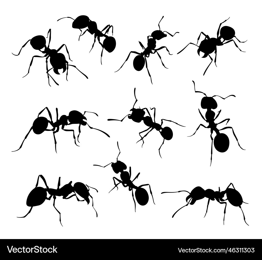Ant set monochrome black insect wild animal bug Vector Image
