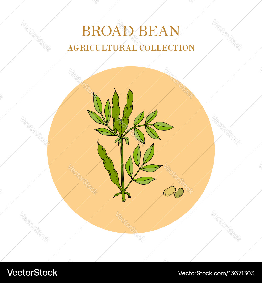 Broad beans or fava beans hand drawn Royalty Free Vector