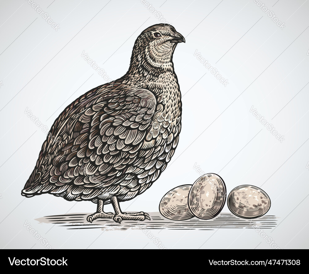 Graphical quail in engraving style and quail eggs Vector Image